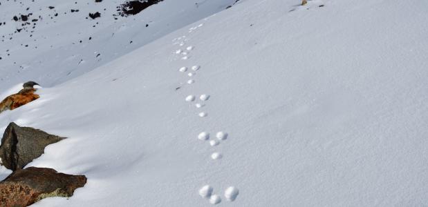 Dierensporen in de sneeuw, herken jij ze? | Bergwijzer